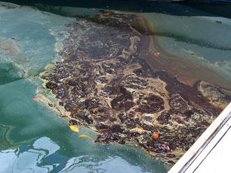 Oil and chemical pollution (Maritime Safety Queensland)